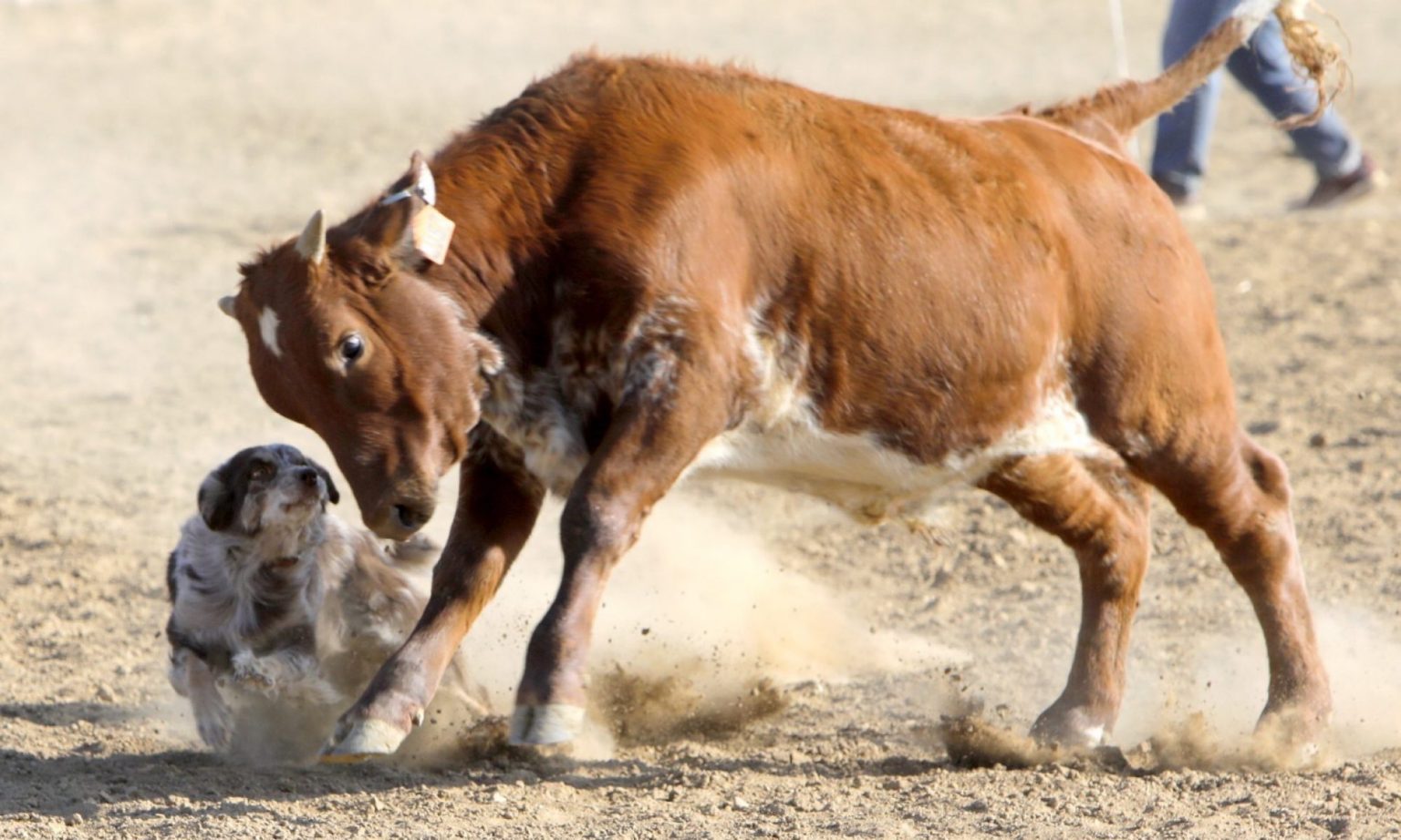 K-J Ranch – Livestock and Working Dogs