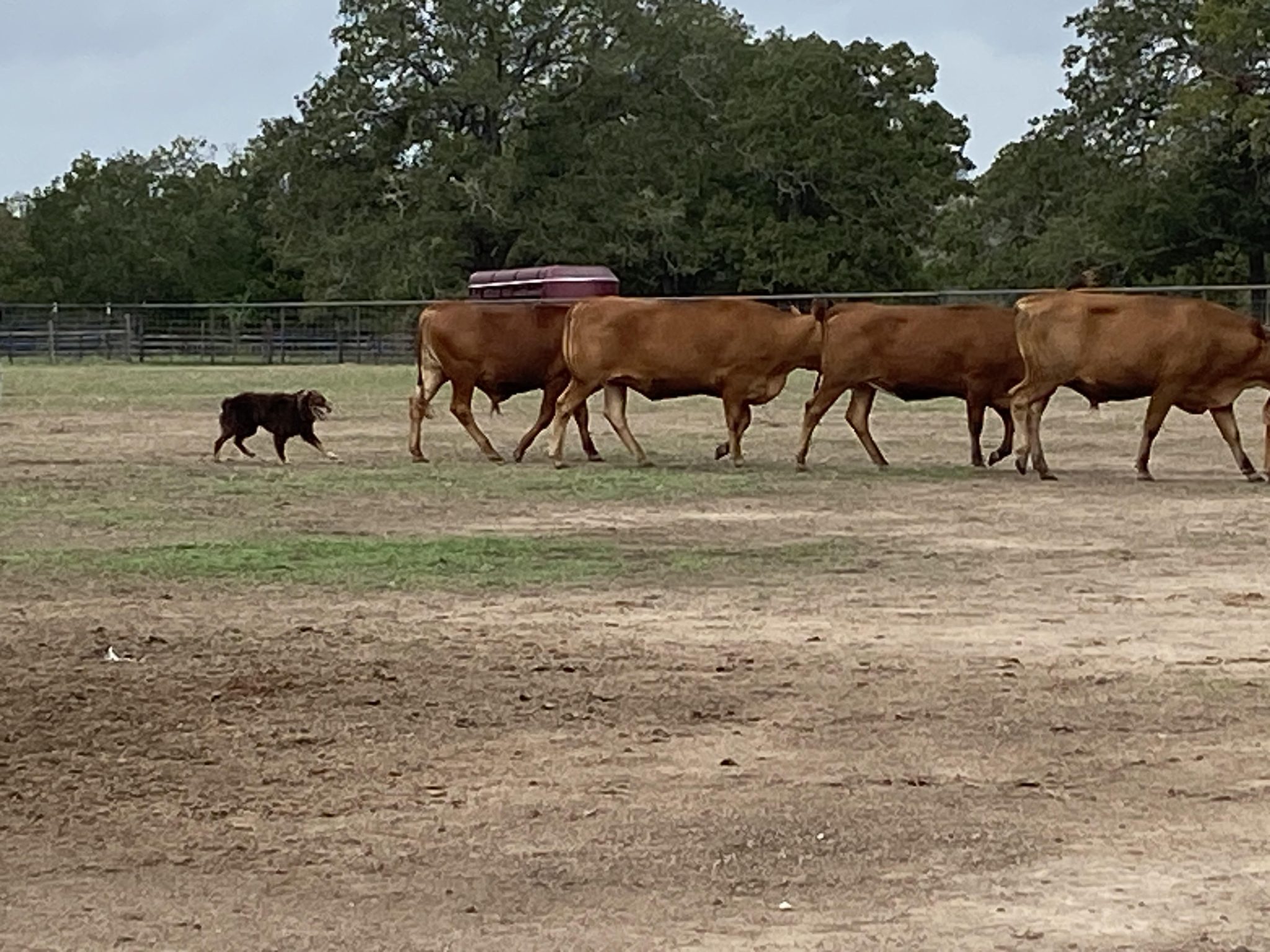 K-J Ranch – Livestock and Working Dogs